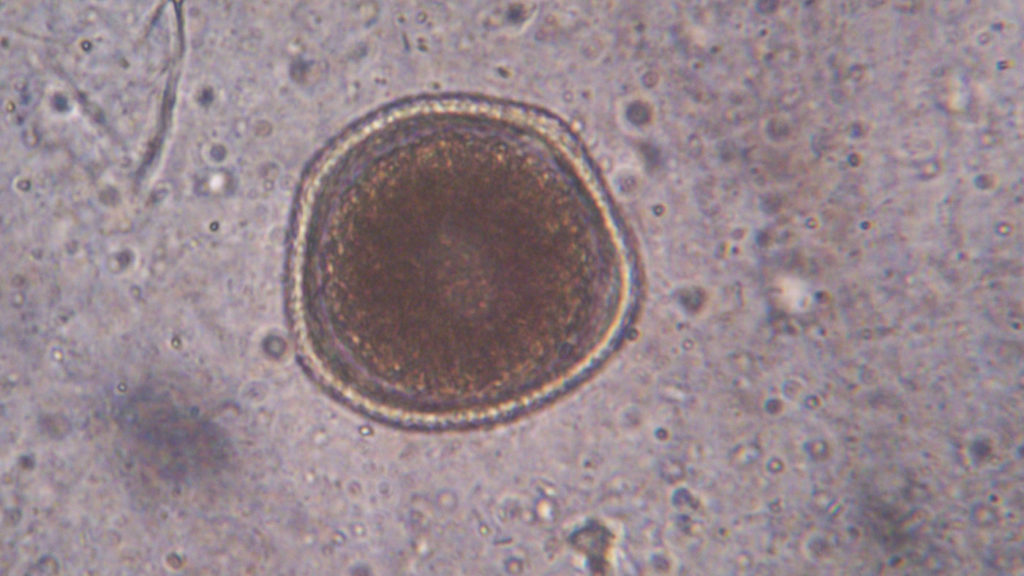 Ascaridi nel gatto: come riconoscerli ed eliminarli - Vetclick