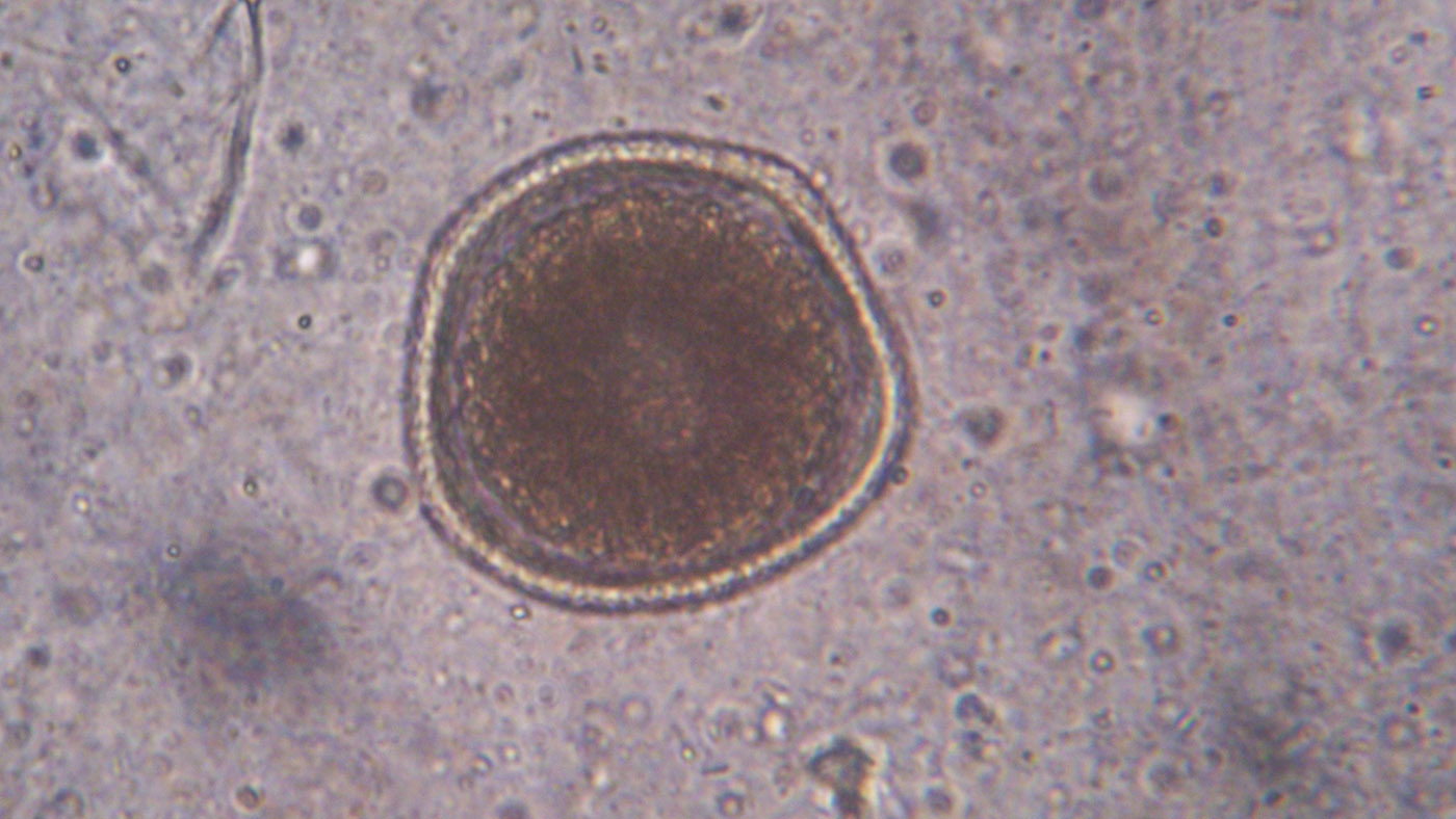 Ascaridi nel gatto: come riconoscerli ed eliminarli - Vetclick